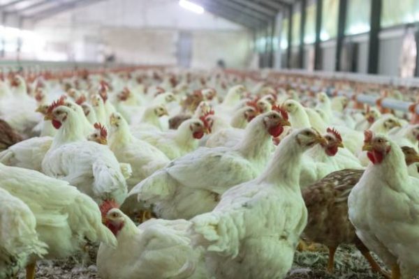 5 Langkah Sanitasi Kandang Ayam