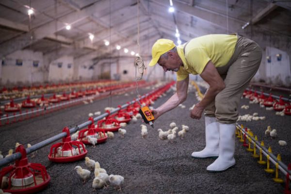 Pentingnya Monitoring Suhu Pada Kandang Ayam Pentingnya Monitoring Suhu Pada Kandang Ayam