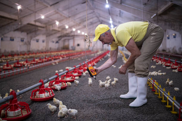 Pentingnya Monitoring Suhu Pada Kandang Ayam