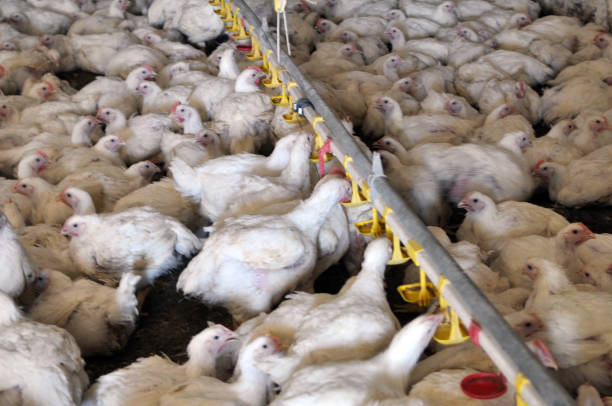 Pentingnya Monitoring Suhu Pada Kandang Ayam Pentingnya Monitoring Suhu Pada Kandang Ayam