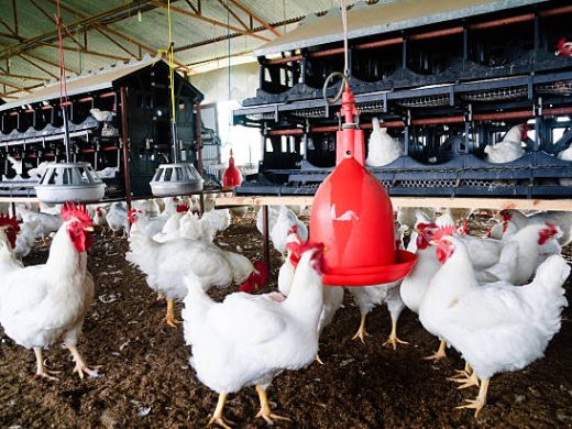 Panduan Lengkap: Cara Memilih DOC Ayam Broiler Berkualitas