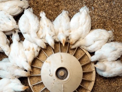 Panduan Lengkap: Cara Memilih DOC Ayam Broiler Berkualitas