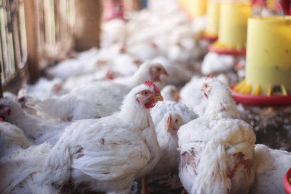 5 Perbedaan Ternak Ayam Broiler di Dataran Tinggi dan Dataran Rendah