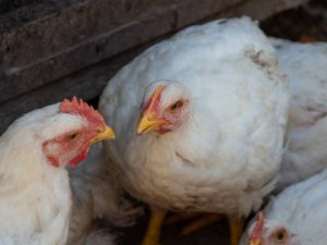 Berapa Modal Ternak Ayam Broiler? Ini Hitungannya