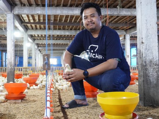 Panduan Lengkap: Cara Memilih DOC Ayam Broiler Berkualitas