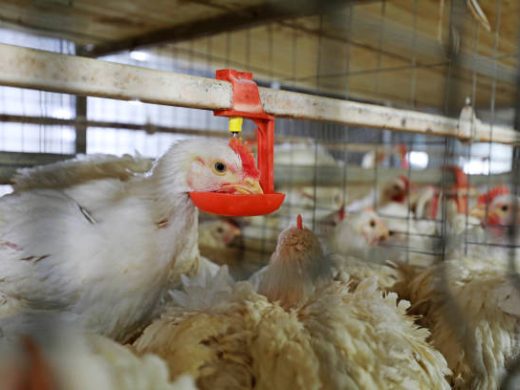 Berapa Modal Ternak Ayam Broiler? Ini Hitungannya