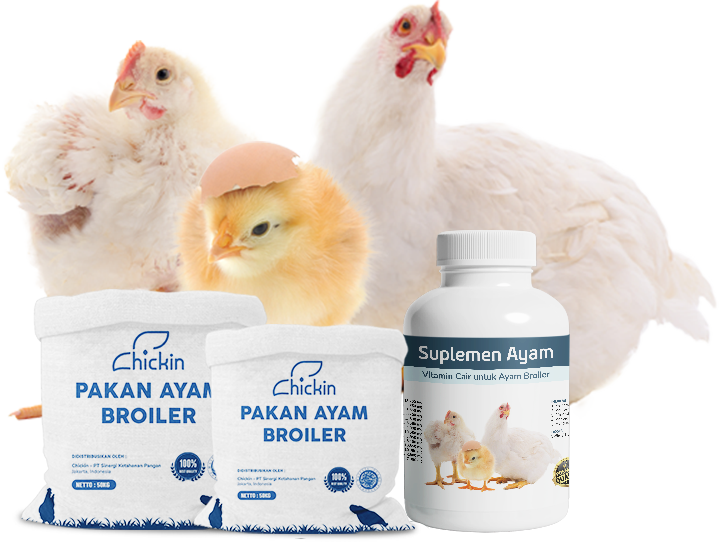 Tips Memilih dan Mempersiapkan Sapronak Berkualitas untuk Ayam Broiler