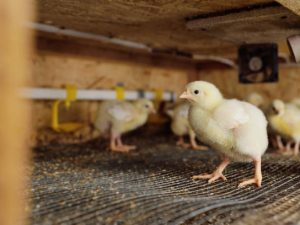 Berapa Modal Ternak Ayam Broiler? Ini Hitungannya