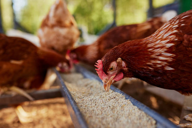 Kondisi dan Analisis Harga Pakan Ayam di Indonesia: Tantangan dan ...