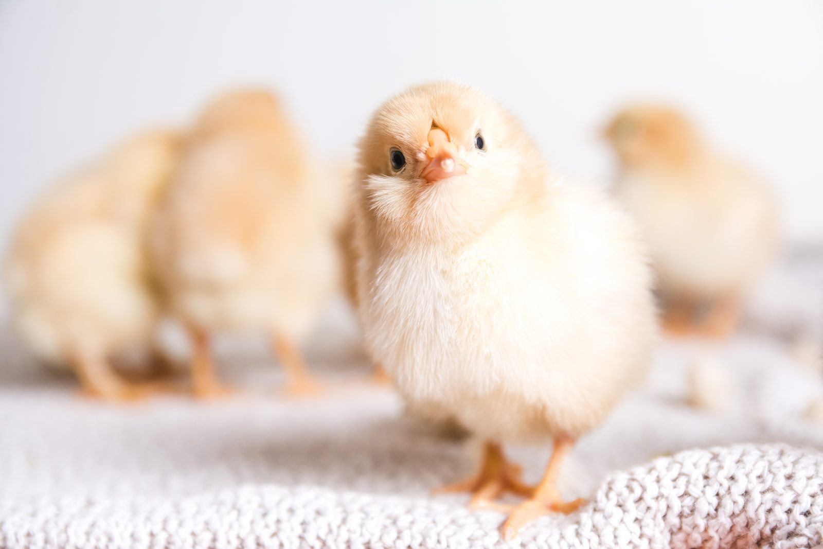 Optimalisasi Pembibitan dan Breeding: Memicu Revolusi Peternakan Ayam ...