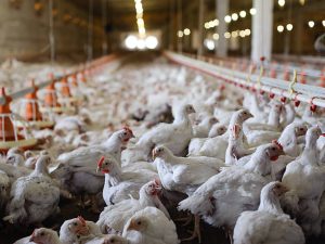 Bagaimana Cara Melakukan Sanitasi Kandang Ayam Broiler