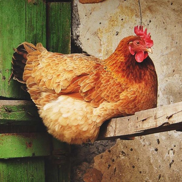 Panduan Lengkap: Cara Memilih DOC Ayam Broiler Berkualitas