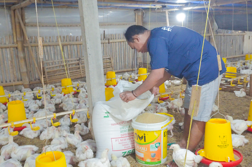 Ukuran dan Biaya Pembangunan Kandang Ayam Broiler 1000 Ekor