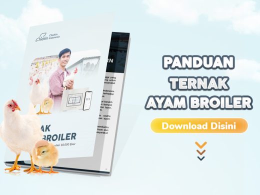 5 Langkah Sanitasi Kandang Ayam
