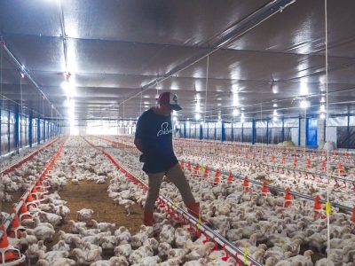 5 Langkah Sanitasi Kandang Ayam