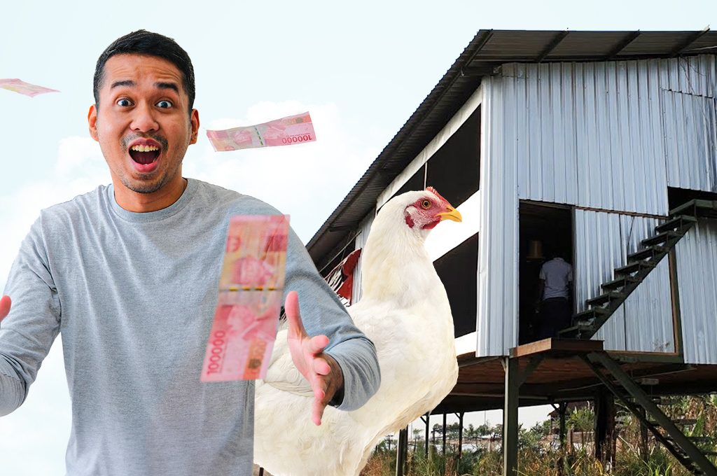 Ukuran dan Biaya Pembangunan Kandang Ayam Broiler 1000 Ekor