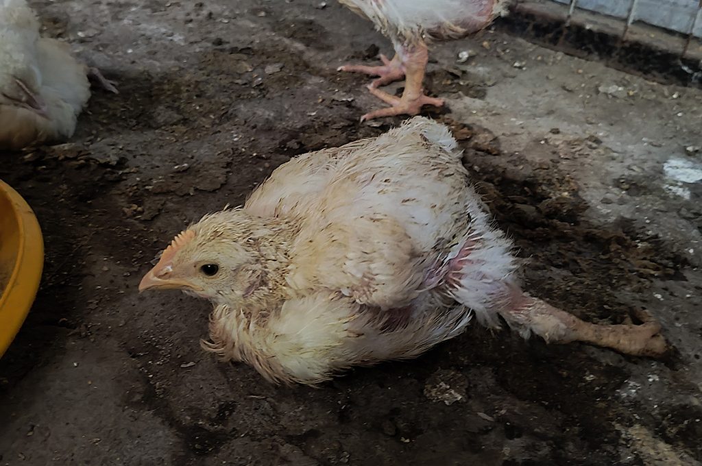 Apa Itu Culling Ayam? Dari Definisi Hingga Panduan Teknisnya