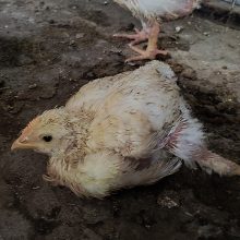 Update Harga Ayam Broiler (Livebird) Hari Ini - Chickin Indonesia
