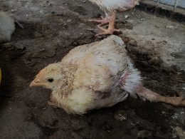 Penyakit Snot pada Ayam: Penyebab, Gejala, dan Cara Mengatasinya