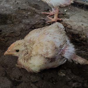Update Harga Ayam Broiler (Livebird) Hari Ini - Chickin Indonesia