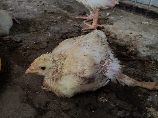 Penyakit Snot pada Ayam: Penyebab, Gejala, dan Cara Mengatasinya