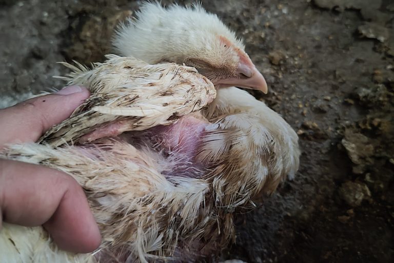 Apa Itu Culling Ayam? Dari Definisi Hingga Panduan Teknisnya