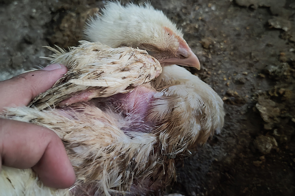 Apa Itu Culling Ayam? Dari Definisi Hingga Panduan Teknisnya
