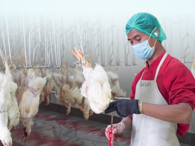 Panduan Lengkap: Cara Memilih DOC Ayam Broiler Berkualitas