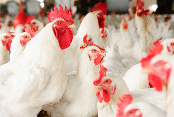 Macam-Macam Strain Ayam Broiler yang Ada di Sekitar Kita
