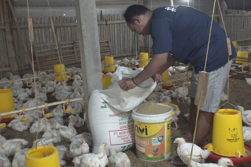 Manajemen Pakan Ayam Broiler: Kunci Sukses Peternakan Ayam Broiler