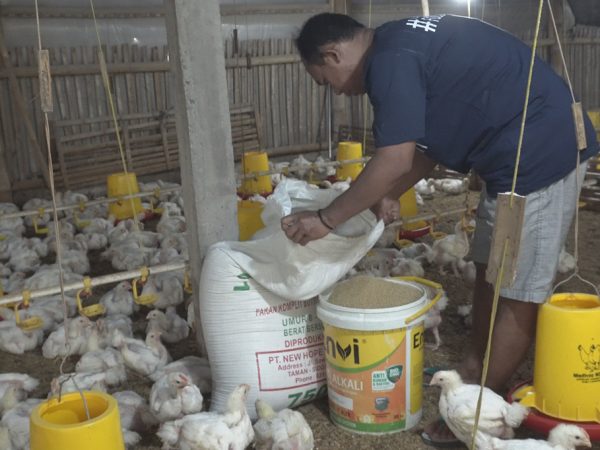 Apa Itu Ayam Broiler? Ciri-Ciri, Manfaat, dan Faktanya