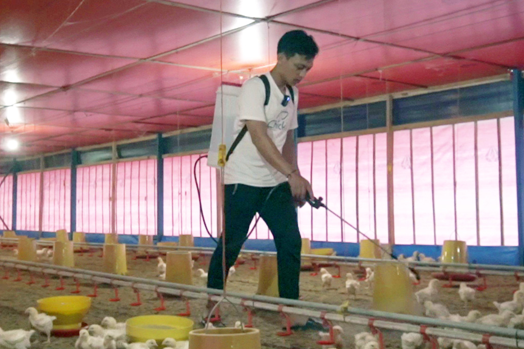Berapa Lama Masa Istirahat Kandang Ayam Broiler yang Ideal?