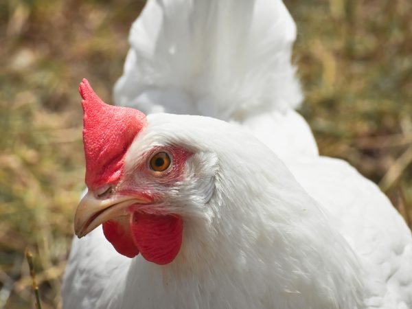 5 Langkah Sanitasi Kandang Ayam