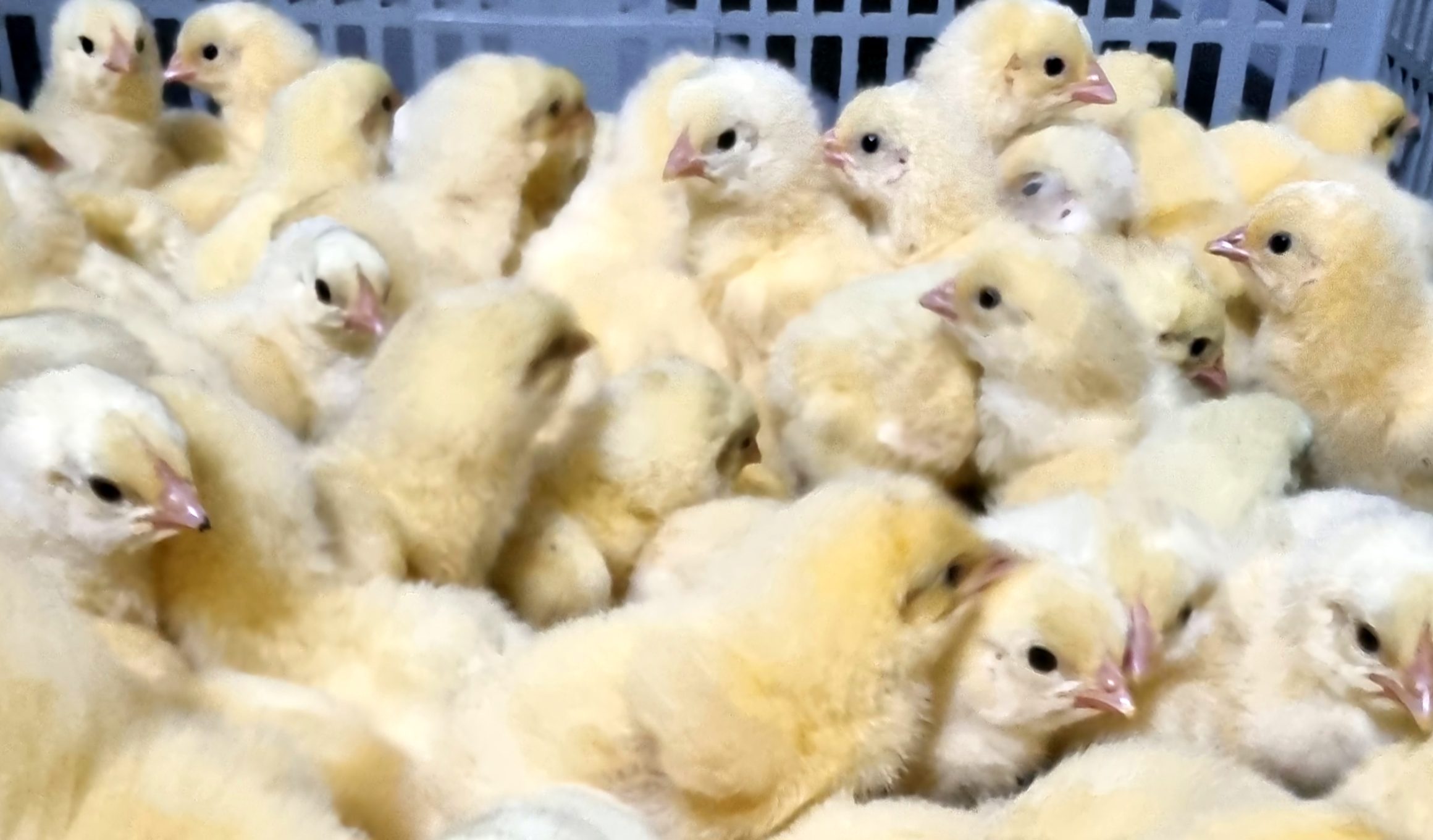 Cek Kelamin (Sexing) pada Ayam dan Manfaatnya Bagi Peternak