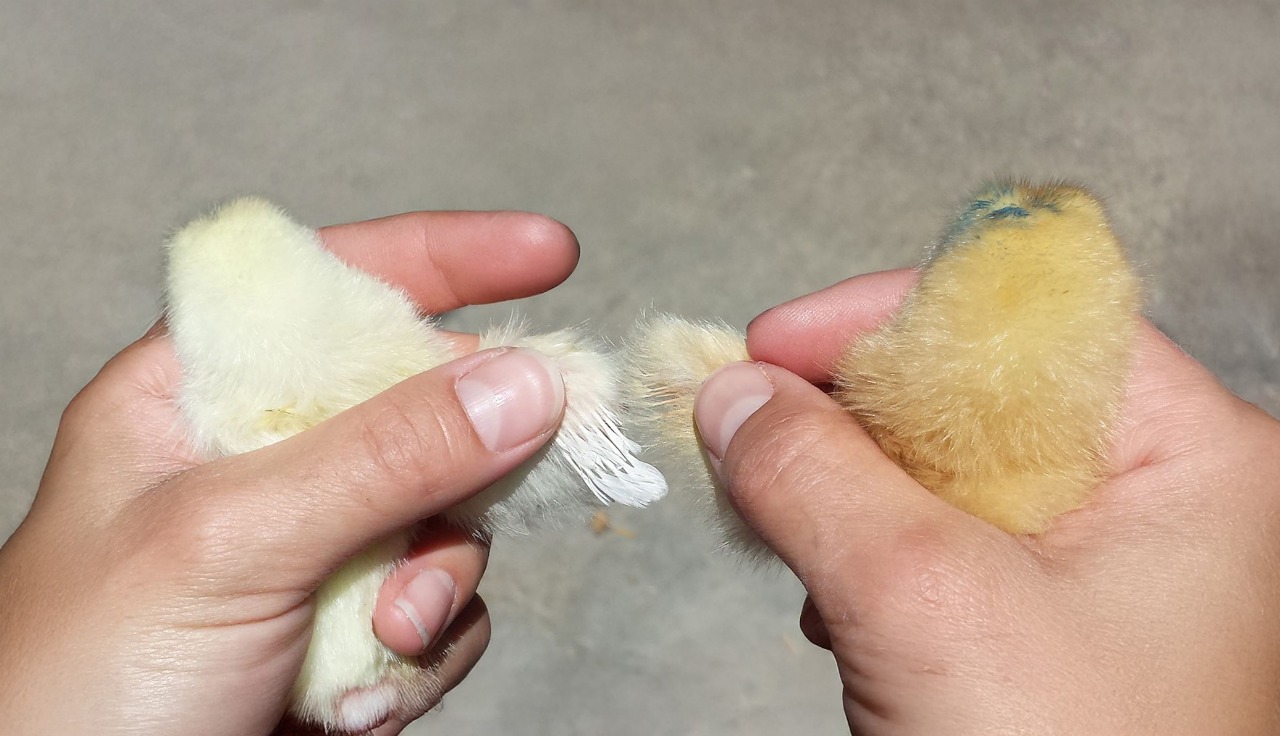 Cek Kelamin (Sexing) pada Ayam dan Manfaatnya Bagi Peternak