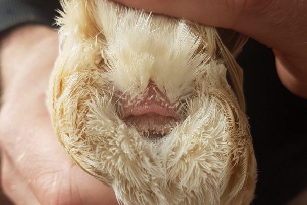 Cek Kelamin (Sexing) pada Ayam dan Manfaatnya Bagi Peternak