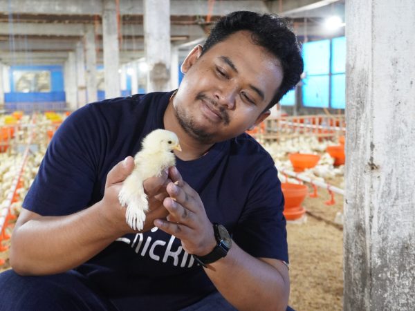 Panduan Lengkap: Cara Memilih DOC Ayam Broiler Berkualitas