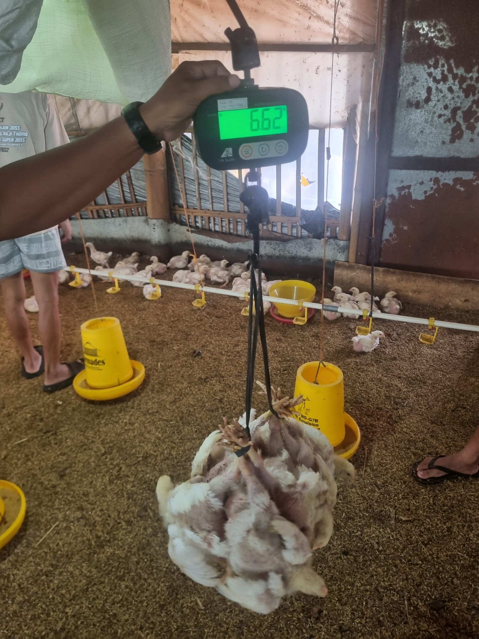Panduan Sederhana Melakukan Sampling Bobot Ayam Broiler